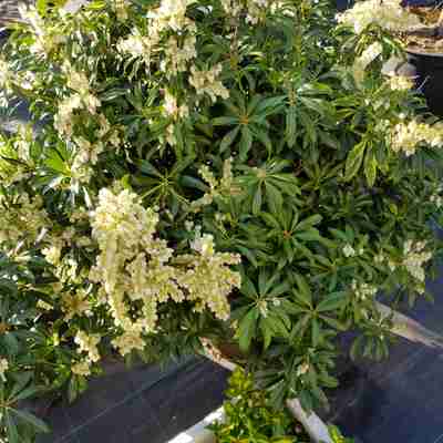 Pieris japonica `Purity` (Pieris japoński) | Kaczergis