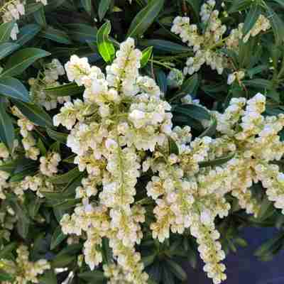 Pieris japonica `Purity` (Pieris japoński) | Kaczergis