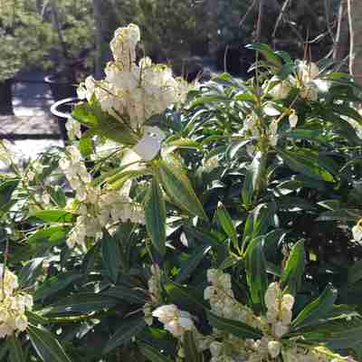 Pieris japonica `Purity` (Pieris japoński) | Kaczergis