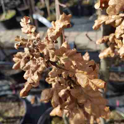 Quercus cerris `Curly Head` (Dąb burgundzki) | Kaczergis