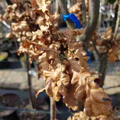 Quercus cerris `Curly Head` | Dąb burgundzki `Curly Head` | Kaczergis