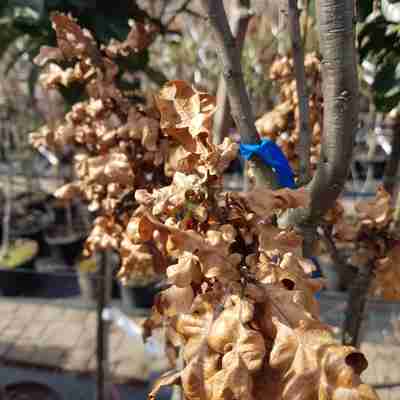 Quercus cerris `Curly Head` | Dąb burgundzki `Curly Head` | Kaczergis