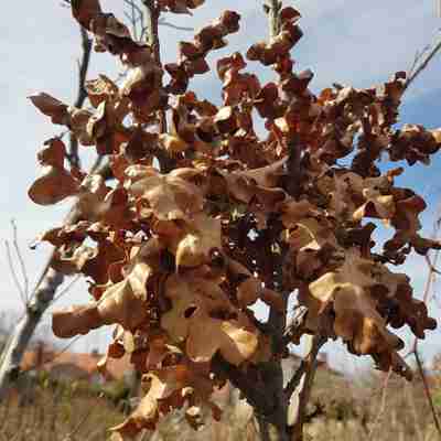 Quercus cerris `Curly Head` | Dąb burgundzki `Curly Head` | Kaczergis