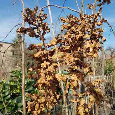 Quercus cerris `Curly Head` | Dąb burgundzki `Curly Head` | Kaczergis