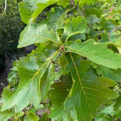 Quercus dentata `Carl Ferris Miller` (Dąb zębaty) | Kaczergis