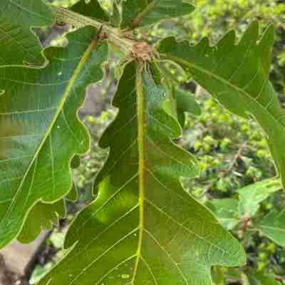 Quercus dentata `Carl Ferris Miller` (Dąb zębaty) | Kaczergis