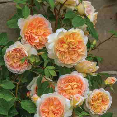 Rosa David Austin `Bathsheba` (Róża angielska) | Kaczergis