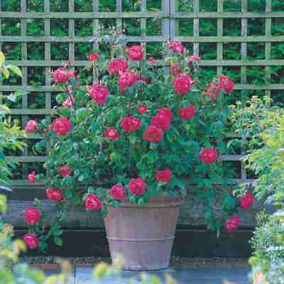 Rosa David Austin `Benjamin Britten` (Róża angielska) | Kaczergis