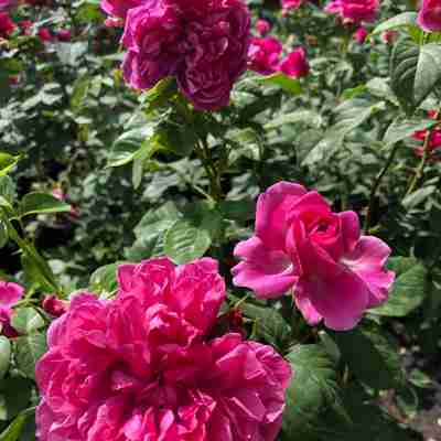 Rosa David Austin `James L Austin` (Róża angielska) | Kaczergis