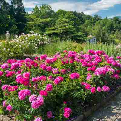 Rosa David Austin `Princess Anne` (Róża angielska) | Kaczergis