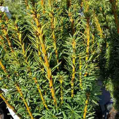 Taxus baccata `David` (Cis pospolity) | Kaczergis