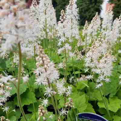 Tiarella cordifolia (Tiarella sercolistna) | Kaczergis