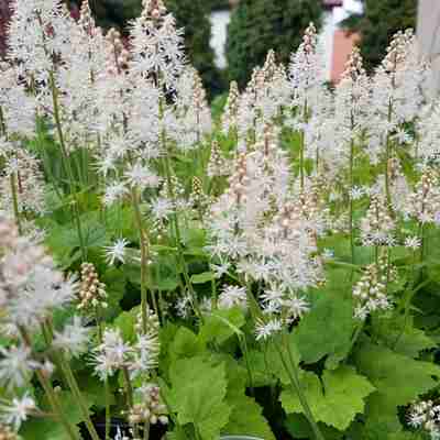 Tiarella cordifolia (Tiarella sercolistna) | Kaczergis
