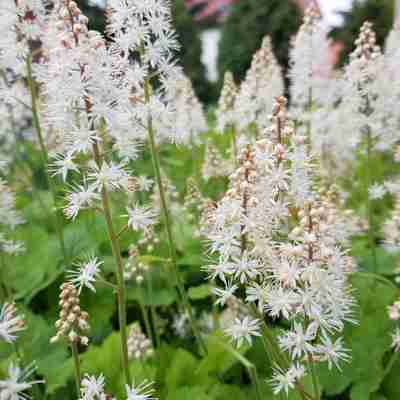 Tiarella cordifolia (Tiarella sercolistna) | Kaczergis
