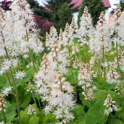 Tiarella cordifolia (Tiarella sercolistna) | Kaczergis