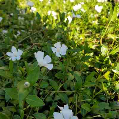 Vinca major `Alba` (Barwinek większy) | Kaczergis