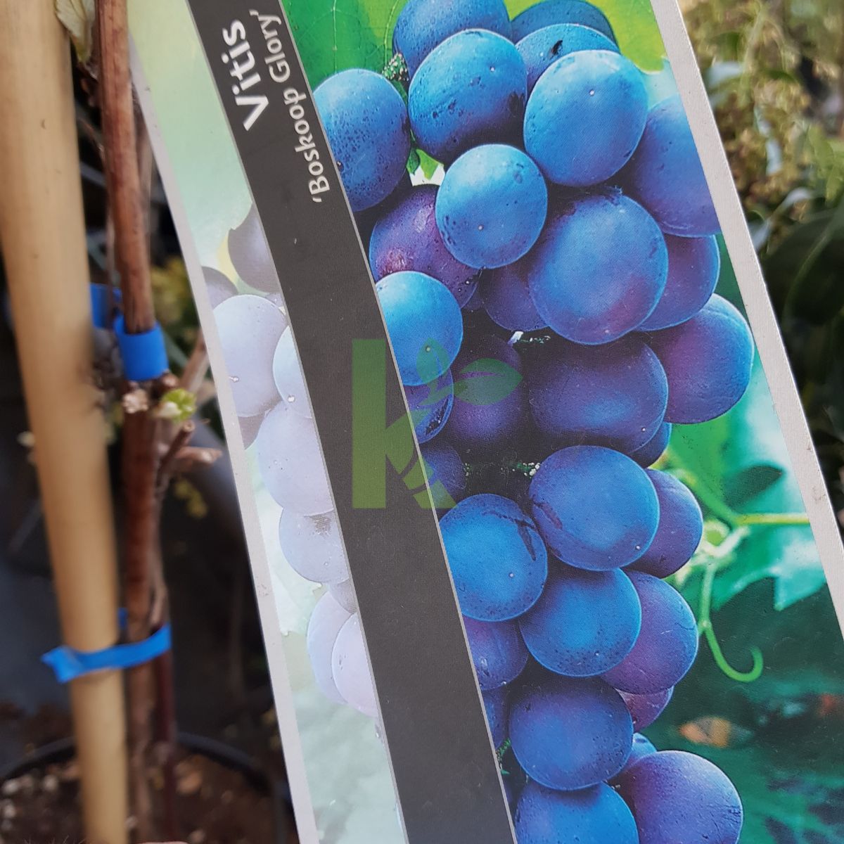 s Ready To Plant Uk Grape Boskoop Glory Organic 1ltr | Garden Centres ...