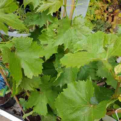 Vitis `Muscat Bleu` (Winorośl) | Kaczergis