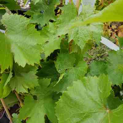 Vitis `Muscat Bleu` (Winorośl) | Kaczergis